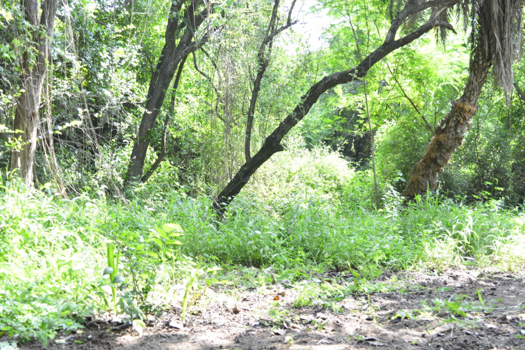 Chhatikara, the village named after Krishna Lila - Vrindavan Today