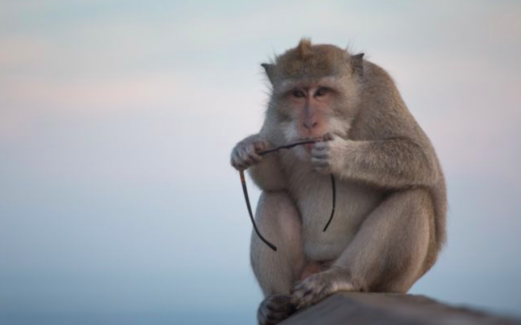 Monkeys of Mathura - Vrindavan to be sterilized - Vrindavan Today