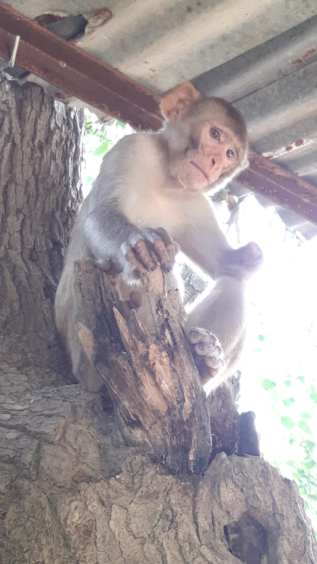 Vrindavan monkeys to be relocated to Chambal - Vrindavan Today
