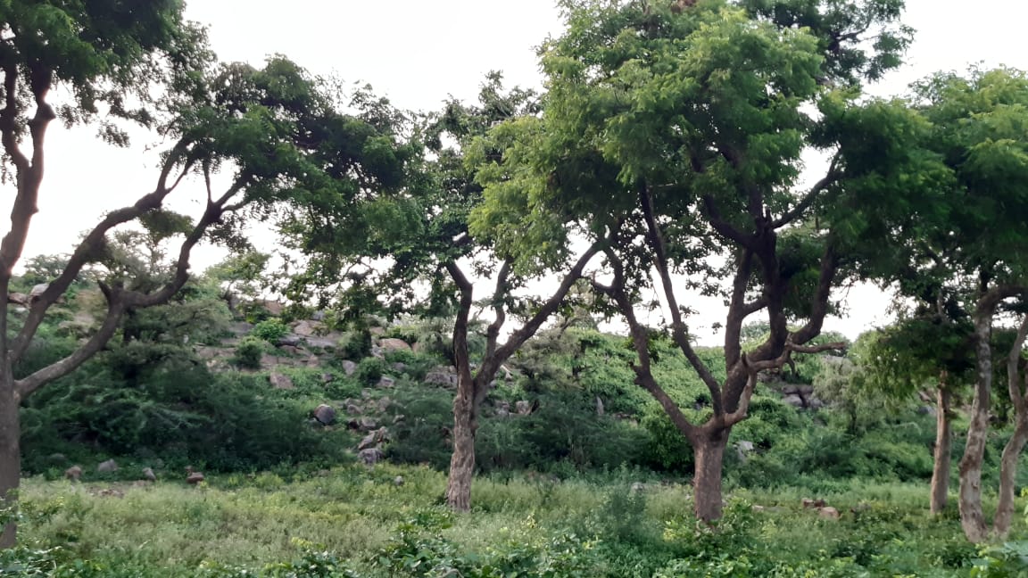 Mathura - Vrindavan to come alive with trees from Krishna era ...
