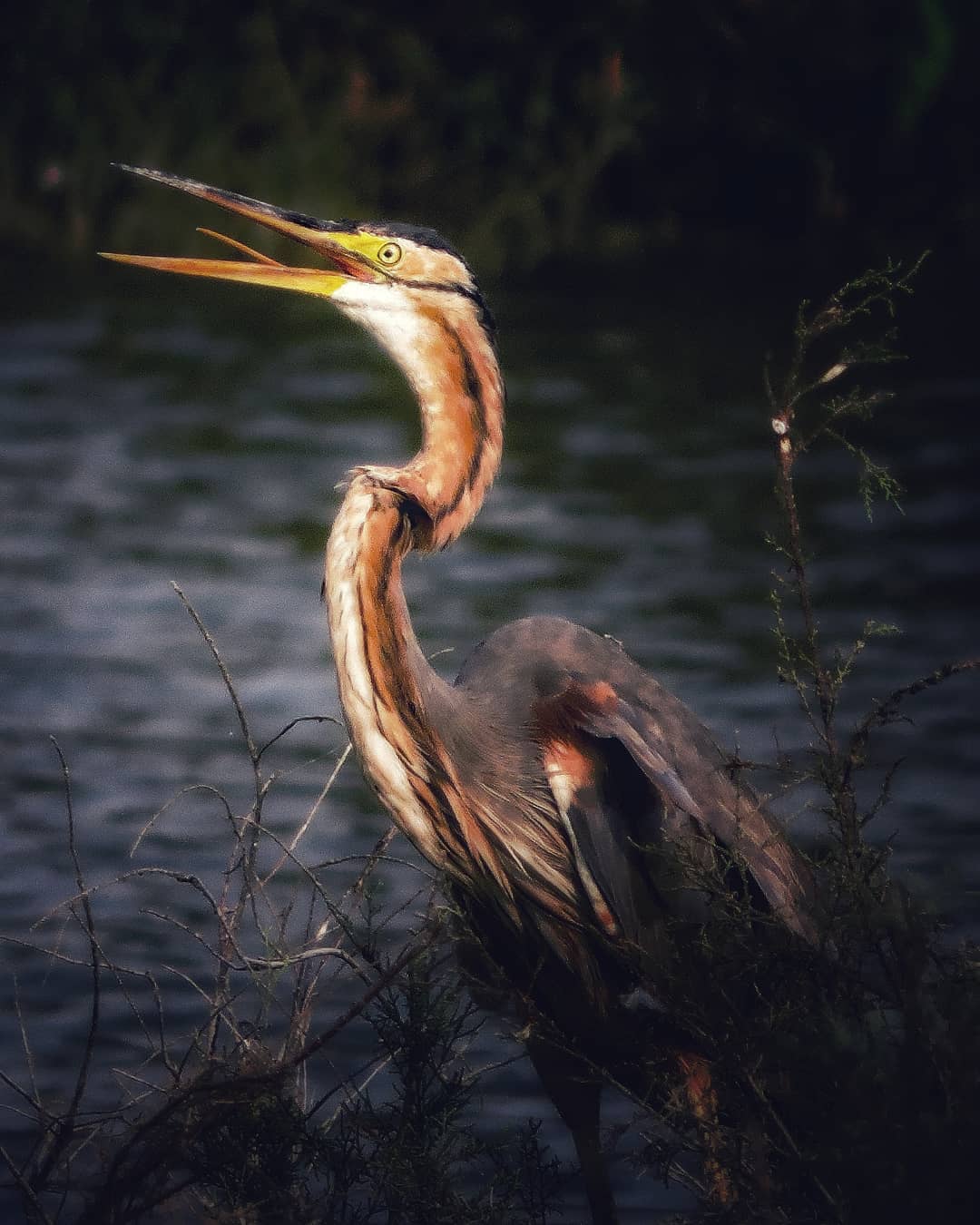 Mathura to get its first bird sanctuary soon - Vrindavan Today