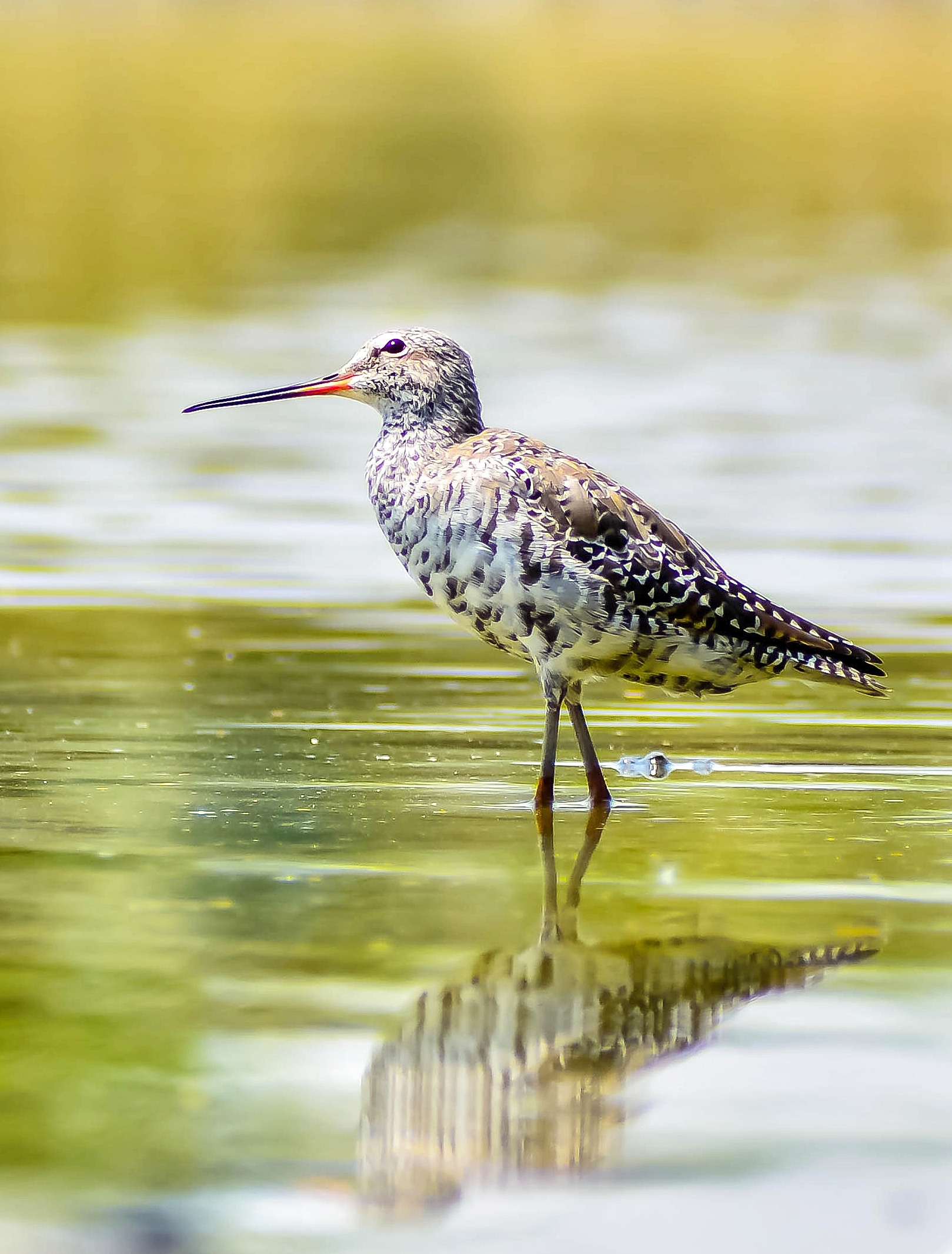 Mathura to get its first bird sanctuary soon - Vrindavan Today