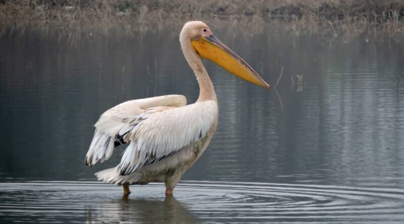 Mathura to get its first bird sanctuary soon - Vrindavan Today