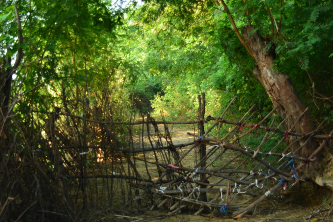 Earth Day: Mathura’s green cover grows 3% despite extensive tree ...