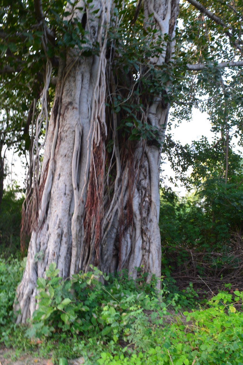 Heritage Tags and Barricading to Protect Century-old Trees in District ...