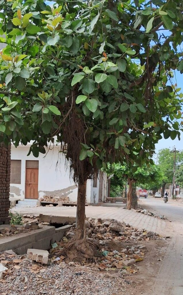 400 Kadamba Trees to be planted between Mathura-Vrindavan - Vrindavan Today