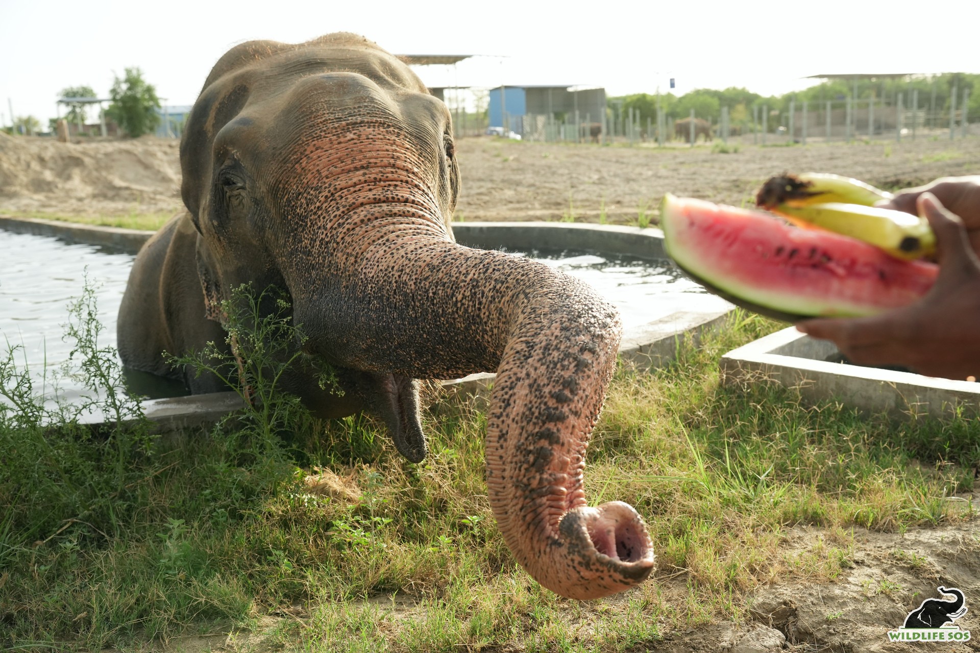 Raju, the elephant enters tenth year of freedom - Vrindavan Today