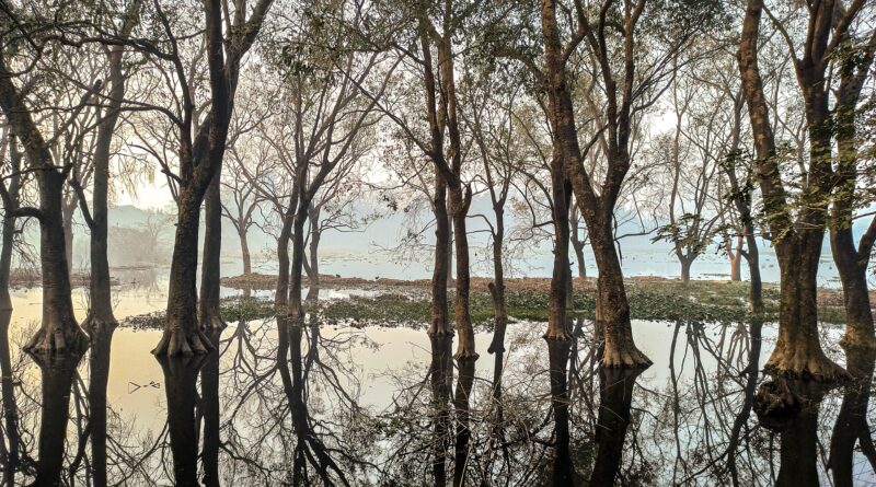 Transforming the Landscape of Kokilavan wetland for Rare Migratory ...