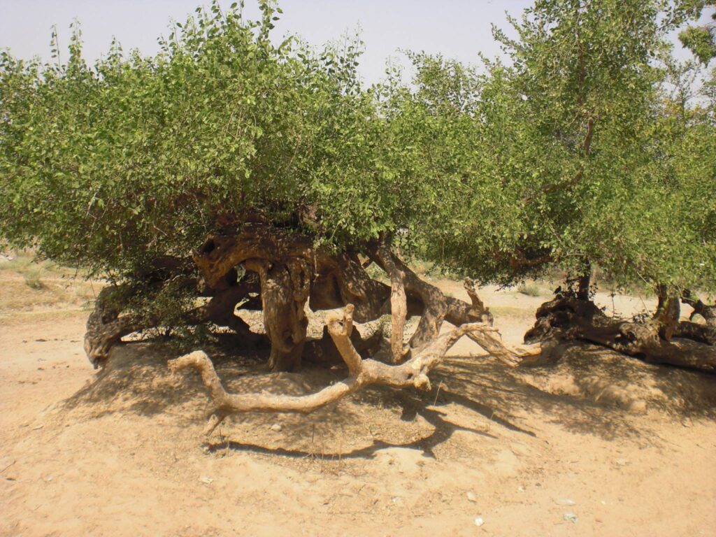 Shri Radha Ras- Bihari Ashta Sakhi Temple - Vrindavan Today